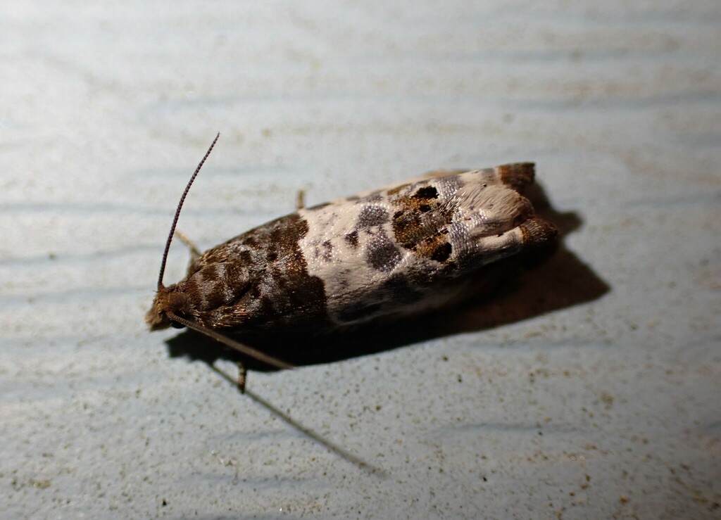 Doubleday's Notocelia Moth from Chester County, PA, USA on May 21, 2023 ...