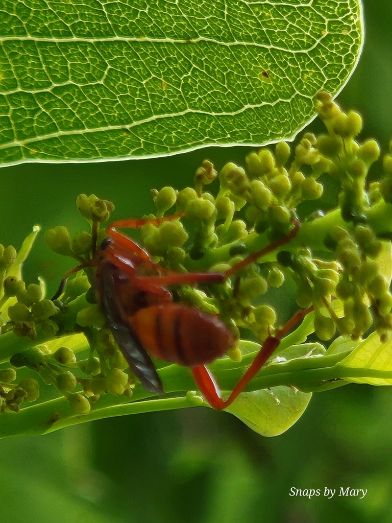 Rusty Spider Wasp from Ennis, TX, USA on May 21, 2023 at 03:21 PM by ...