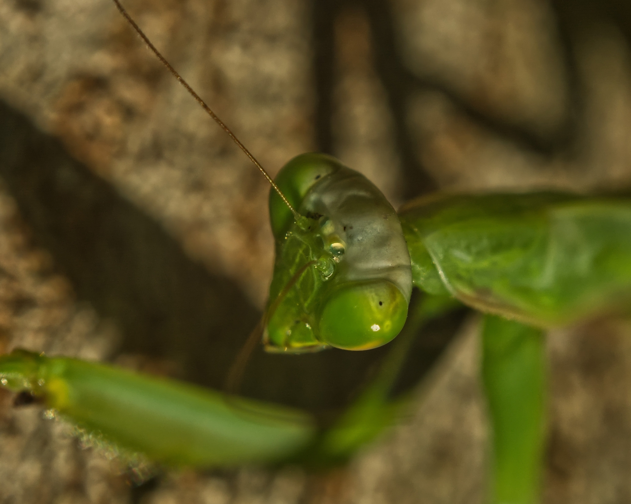 Paramantis sacra Thunberg, 1815