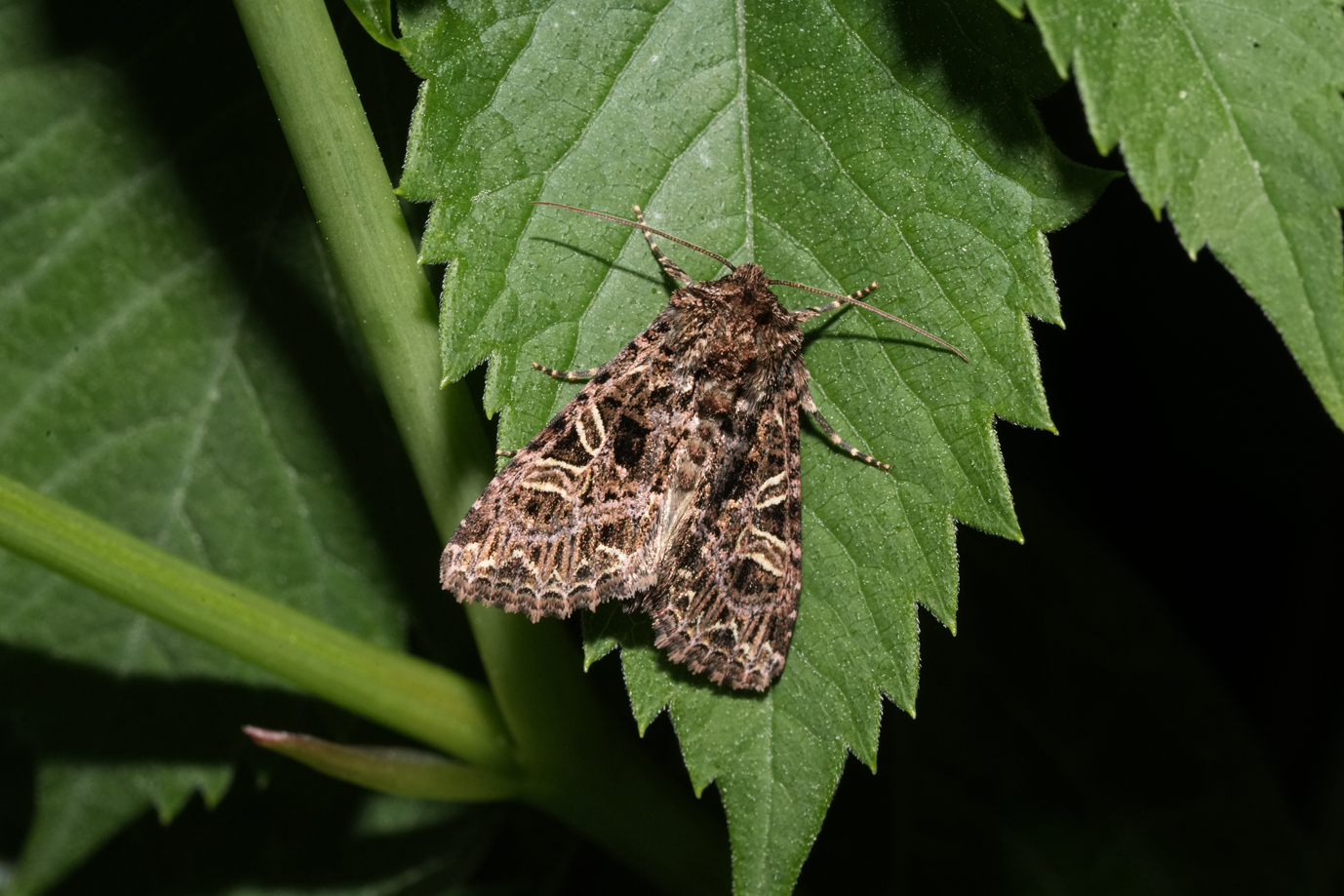 Sideridis rivularis Fabricius, 1775