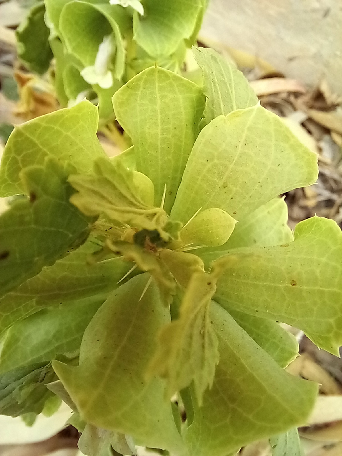 Moluccella laevis L.