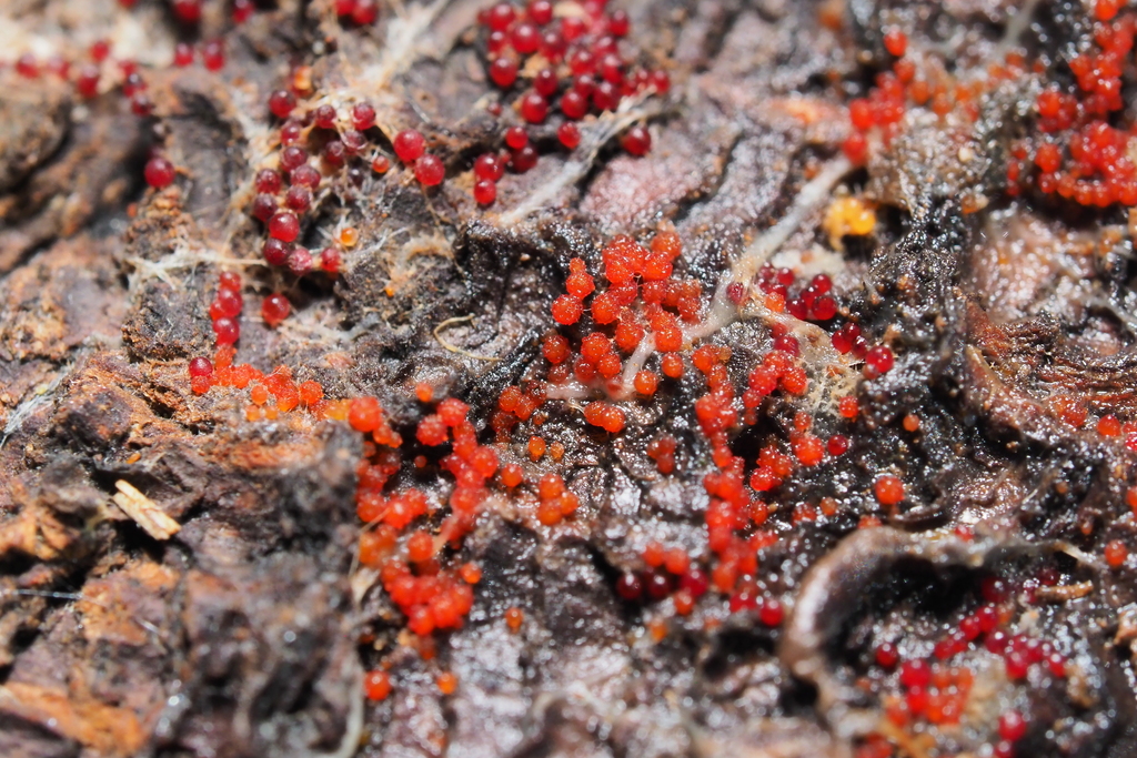 Nectriaceae from Bombay, New Zealand on May 14, 2023 at 10:49 AM by Dan ...