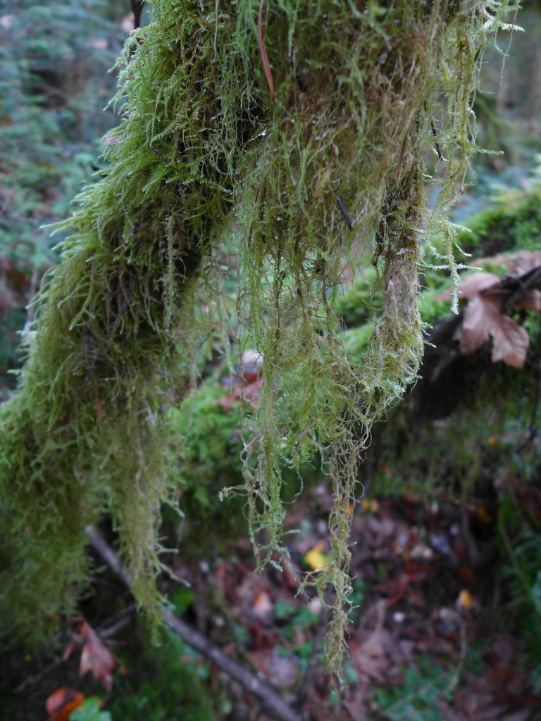 Cat's Tail Moss from Squamish, BC on November 12, 2018 by judith holm ...