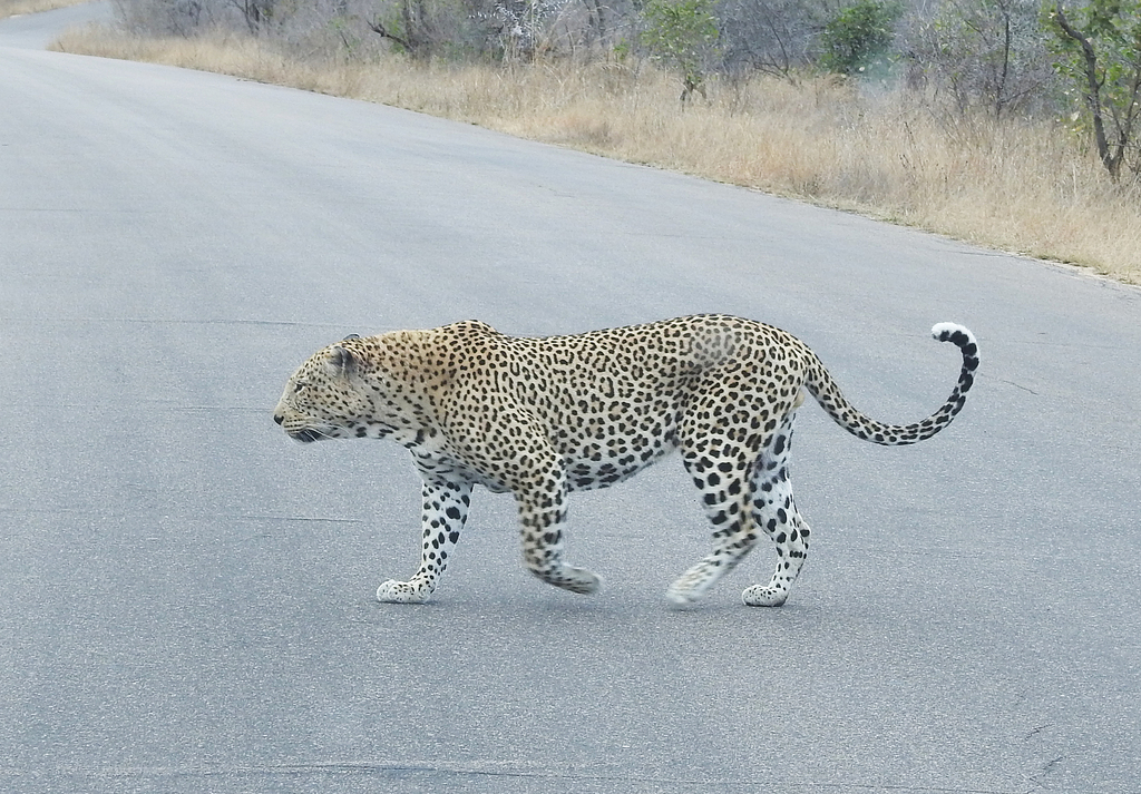 African Leopard in February 2017 by cirolana · iNaturalist