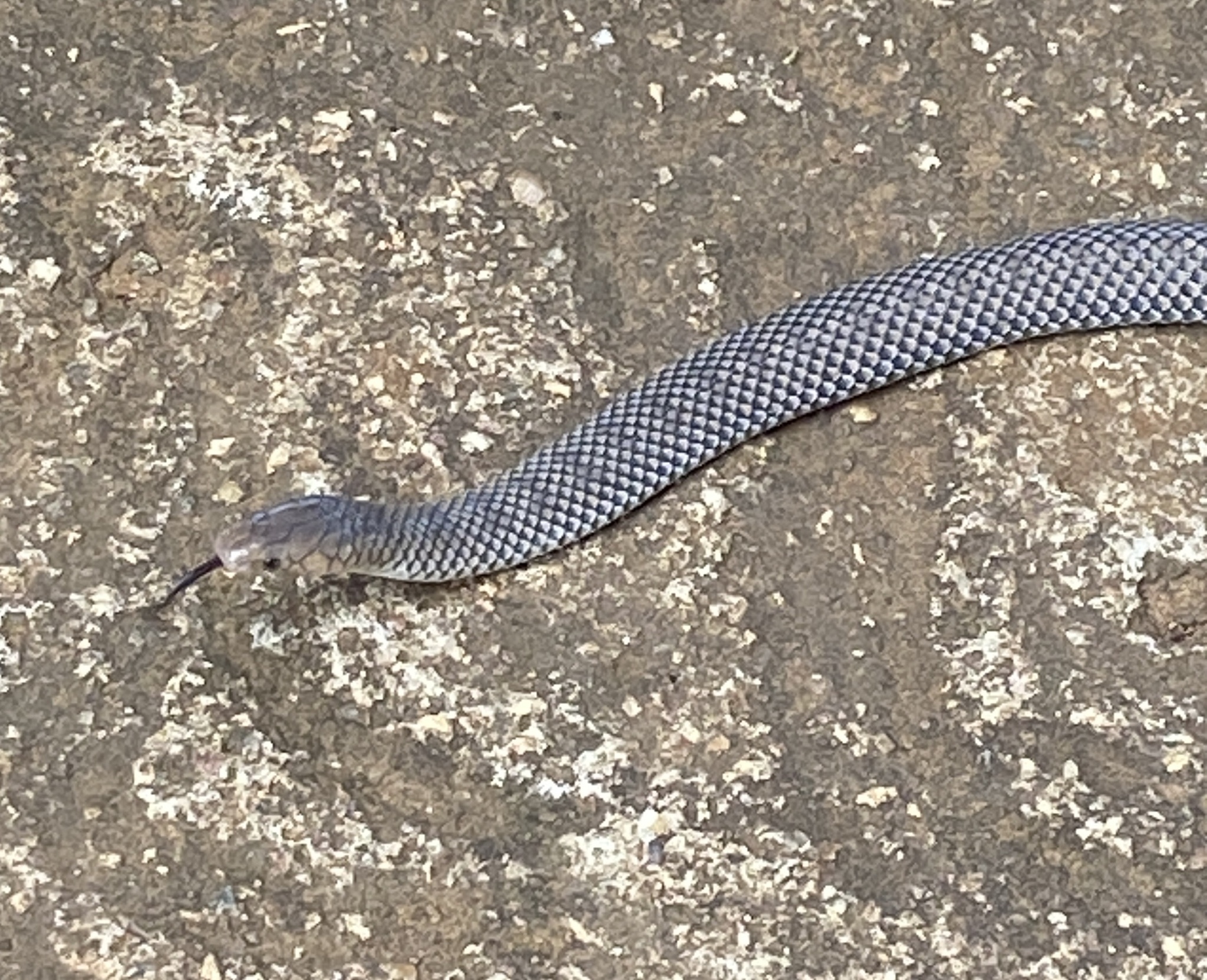 Aparallactus A.Smith, 1849