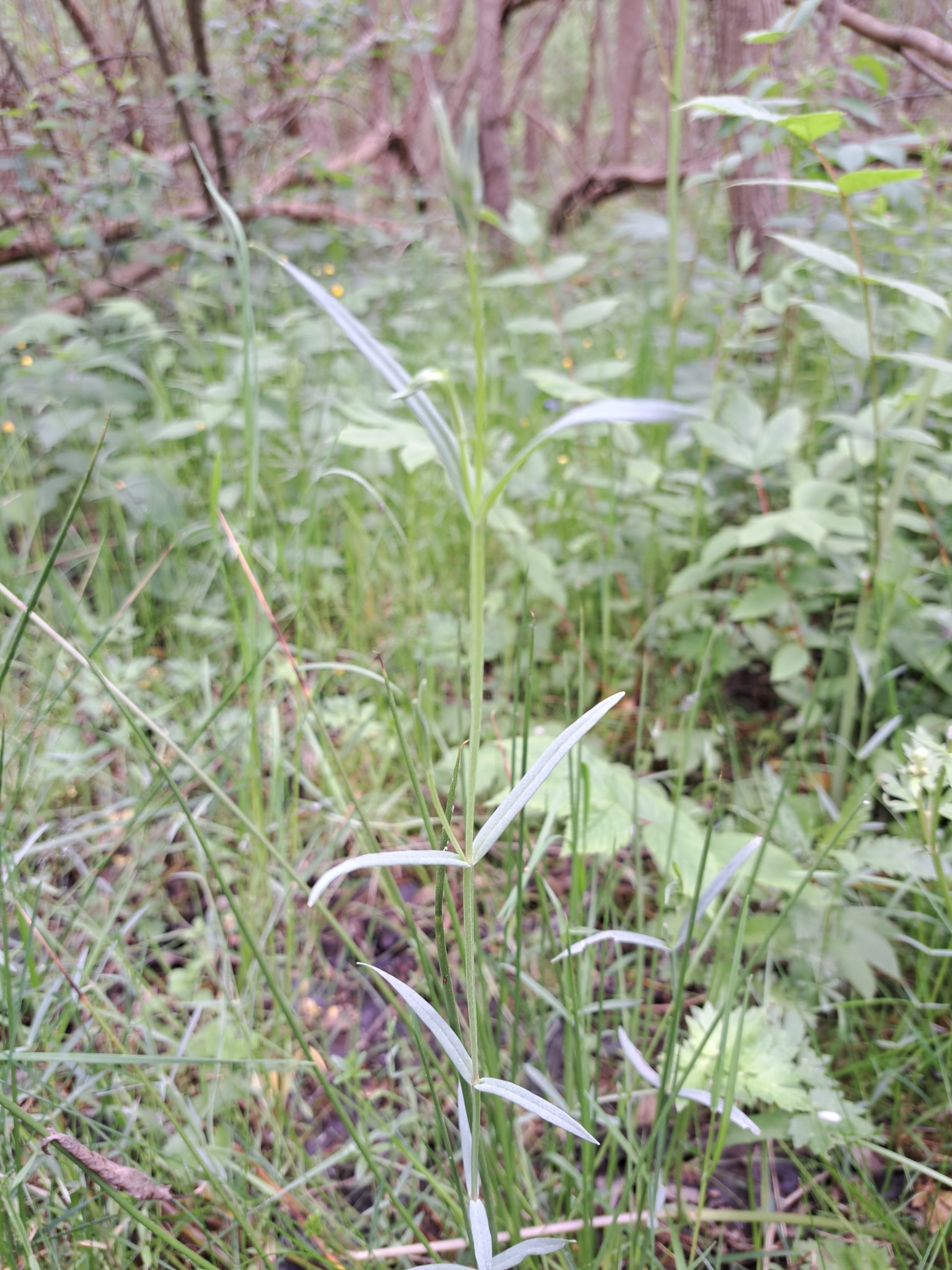 Stellaria palustris (Murray ex Ehrh.) Hoffm.