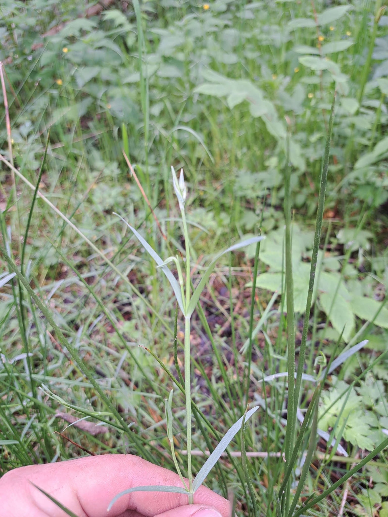 Stellaria palustris (Murray ex Ehrh.) Hoffm.
