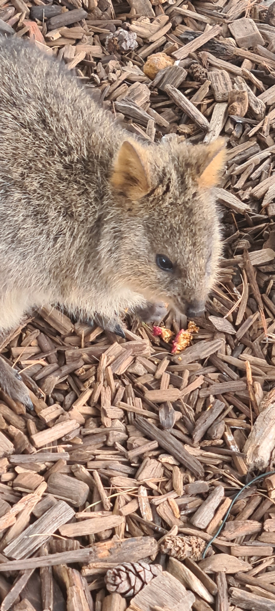 Setonix brachyurus (Quoy & Gaimard, 1830)