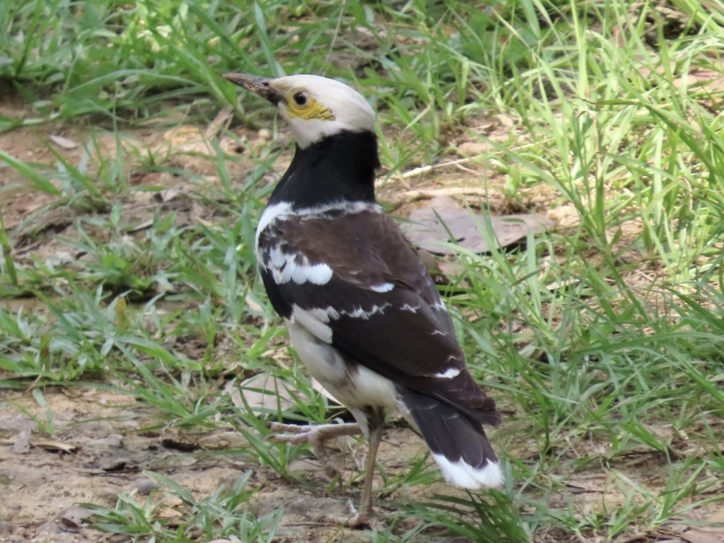 Black-collared Starling from Ma On Shan Country Park, Ma On Shan, New ...