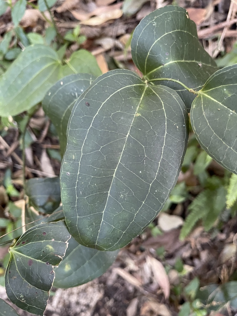 Austral Sarsaparilla from Prince Alfred Parade, Newport, NSW, AU on May 22, 2023 at 11:38 AM by ...
