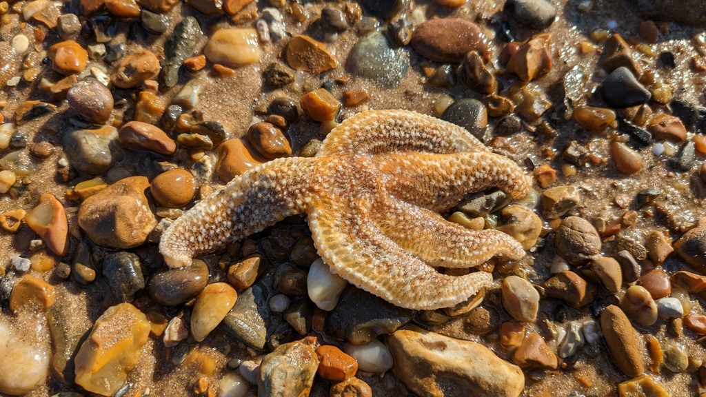 Common Sea Star from United Kingdom on May 19, 2023 at 05:54 PM by ...