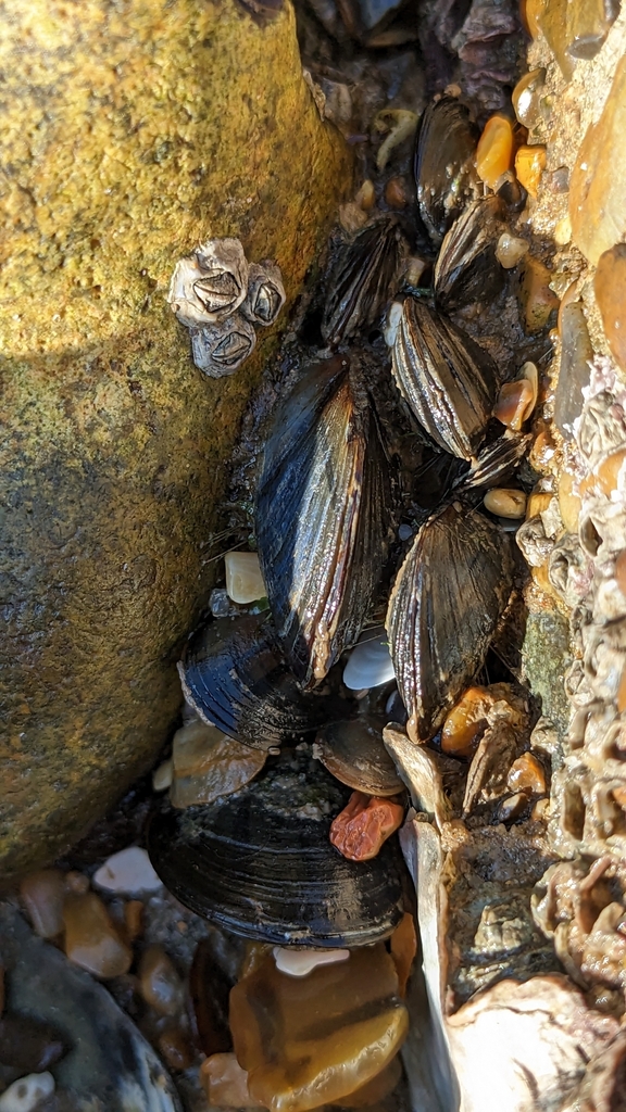 Blue Mussel from Felixstowe IP11, UK on May 19, 2023 at 05:59 PM by ...