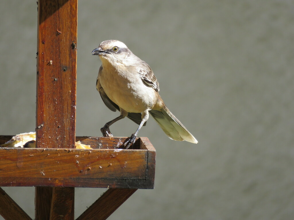 Chalk-browed Mockingbird from SH Grande Colorado - Sobradinho, Brasília ...