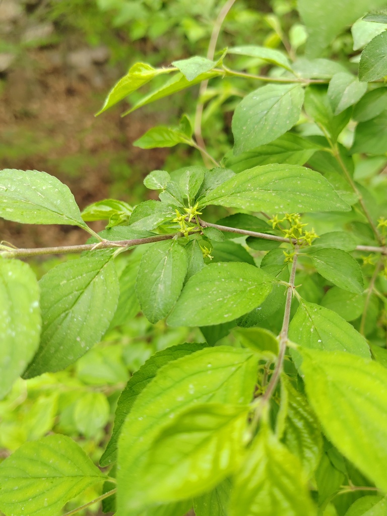Chinese buckthorn from 中国北京市海淀区 on April 23, 2023 at 11:23 AM by Yushi ...
