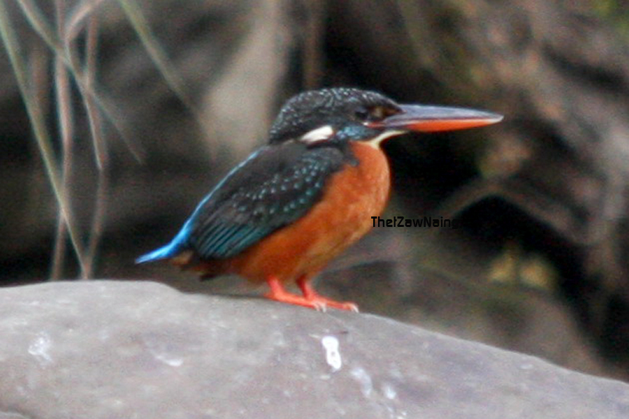Alcedo hercules Laubmann, 1917