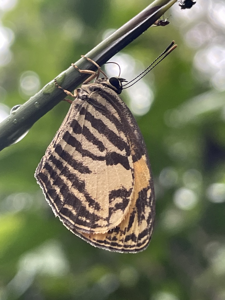 Liptena flavicans from Mbalmayo, Centre, CM on May 22, 2023 at 08:05 AM ...