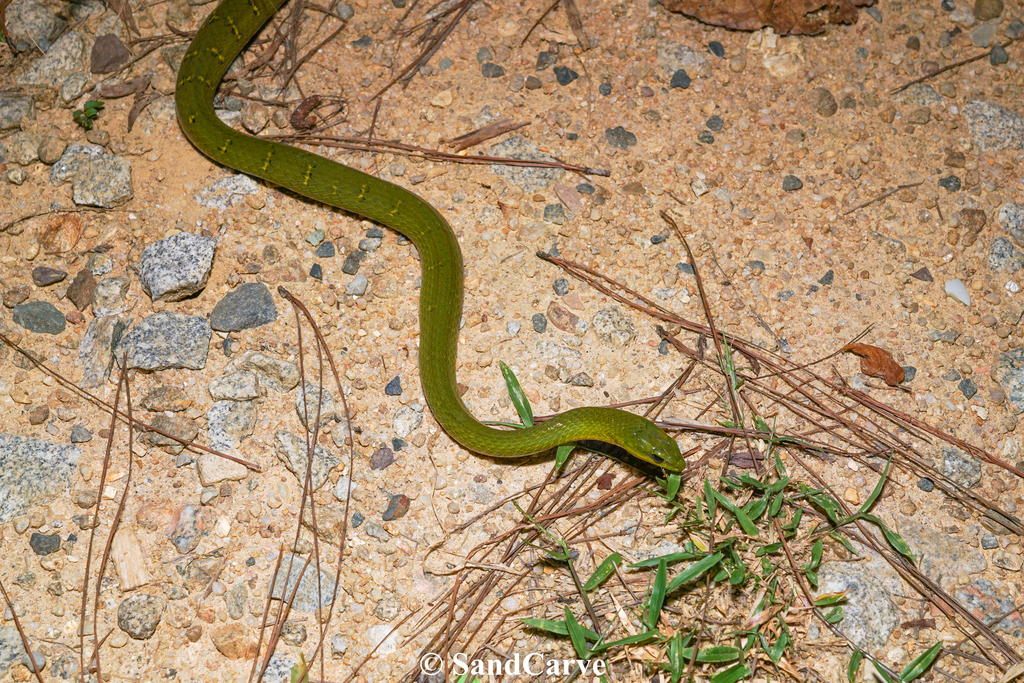 North China Green Snake in May 2023 by edvin17pzn · iNaturalist