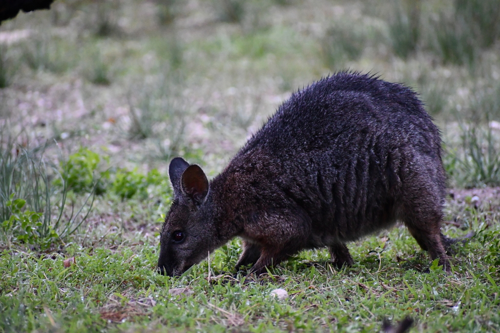 South Australian Tammar Wallaby (Notamacropus eugenii eugenii) - Know ...