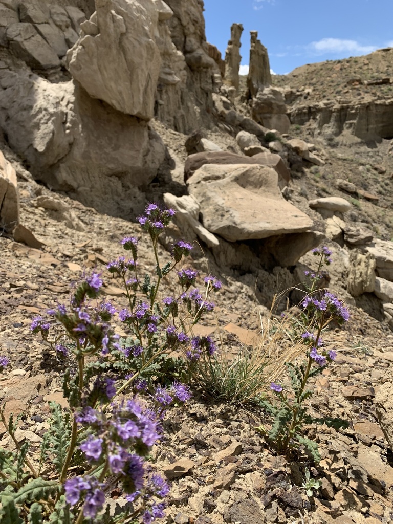 Notch-leaf Scorpionweed from Cuba, NM, US on May 21, 2023 at 12:30 PM ...