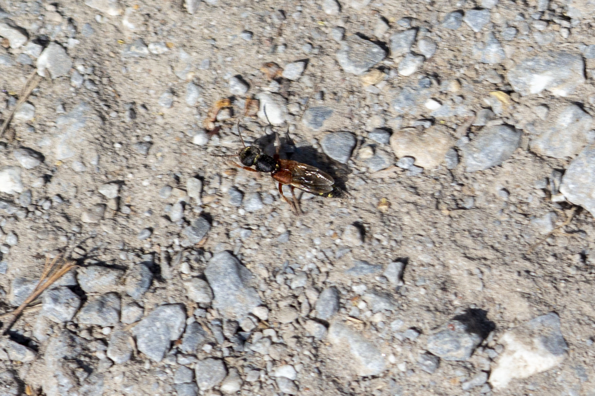 Staphylinus erythropterus Linnaeus, 1758