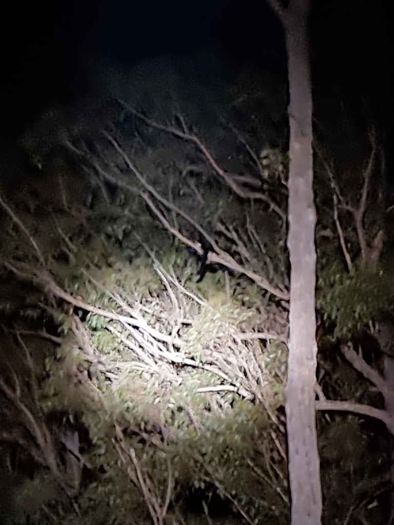 Greater Glider from Darriman VIC 3851, Australia on May 22, 2023 at 08: ...