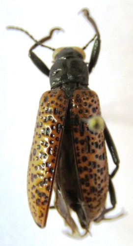 Strongylium cribripes · iNaturalist