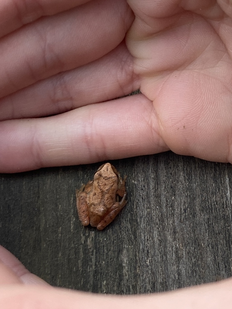 Spring Peeper from Lax Lake Rd, Finland, MN, US on May 21, 2023 at 07: ...