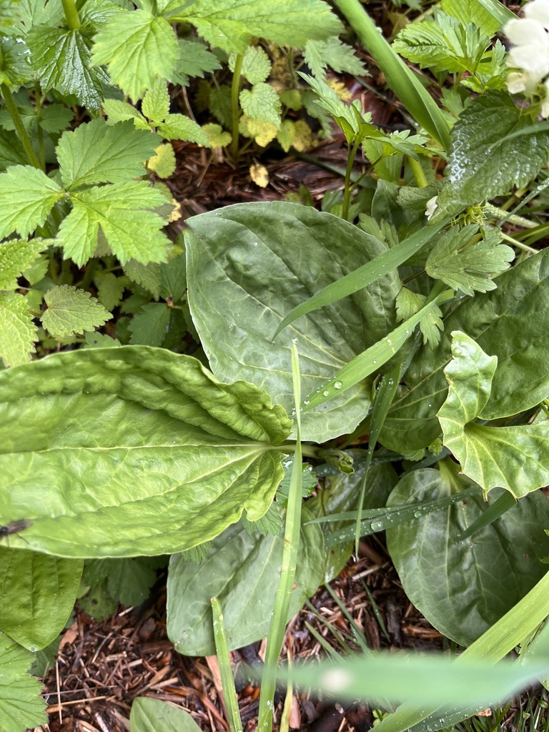 greater plantain from Provincia di Sondrio, Italia on May 21, 2023 at ...