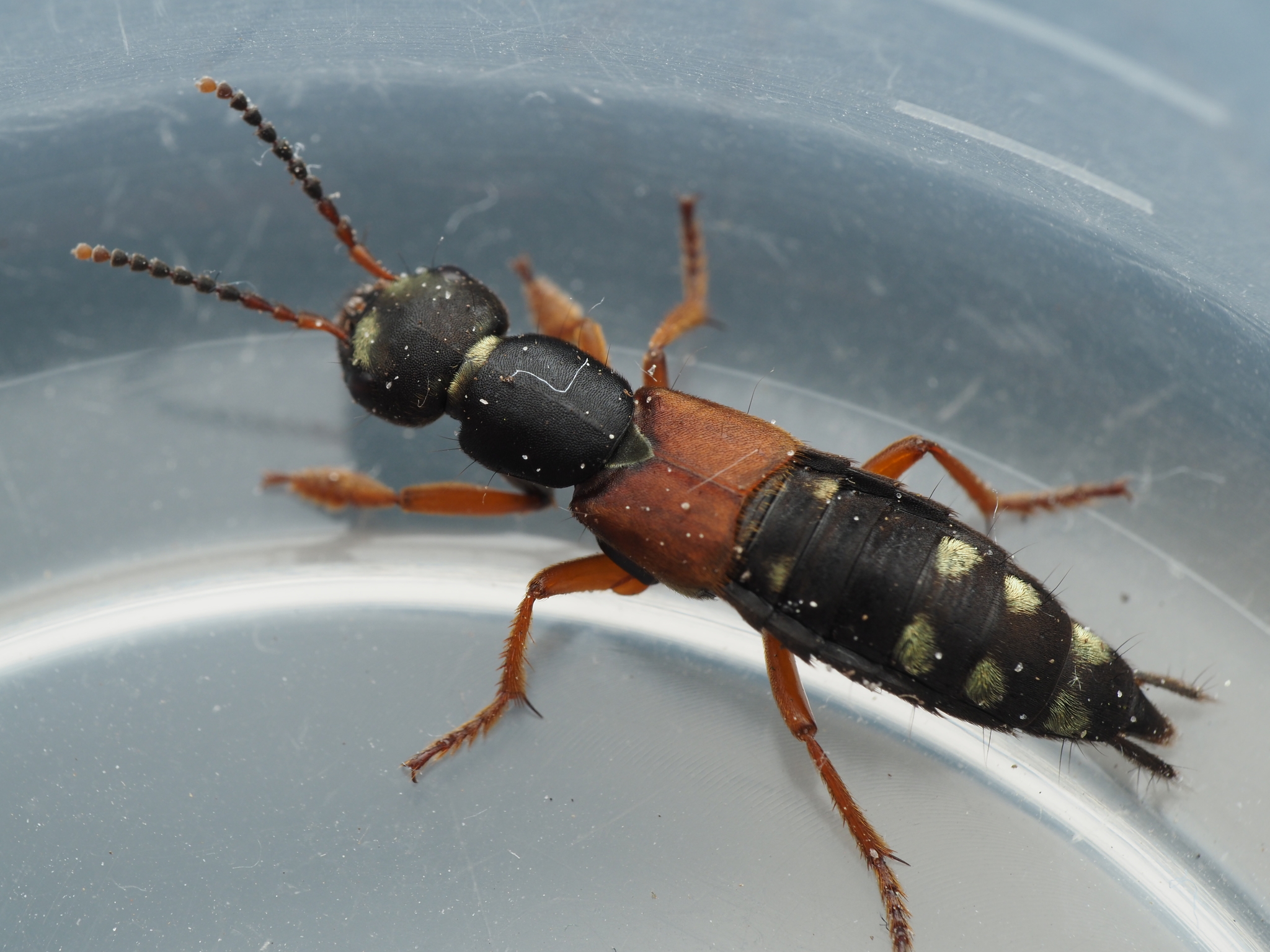 Staphylinus erythropterus Linnaeus, 1758