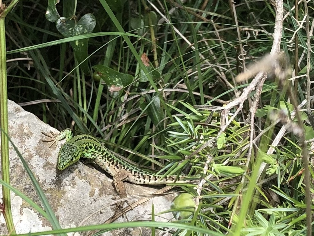 Italian Wall Lizard from Premantura, 18, HR on May 18, 2023 at 11:28 AM ...