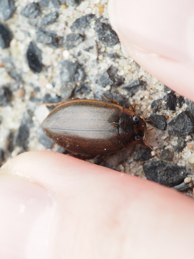 Rhantus from Gdańsk, Polska on May 21, 2023 at 09:37 AM by Bogdan Mazur ...