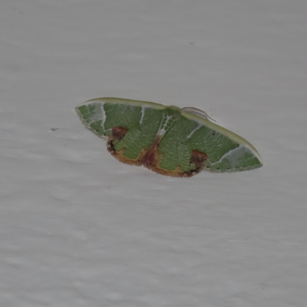 Emerald Moths from Sarmoli on May 21, 2023 at 09:23 PM by Nikkitha ...