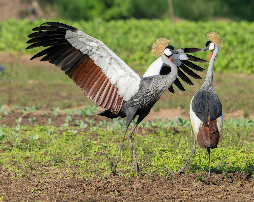 South African Crowned Crane in May 2023 by petermcintyre · iNaturalist