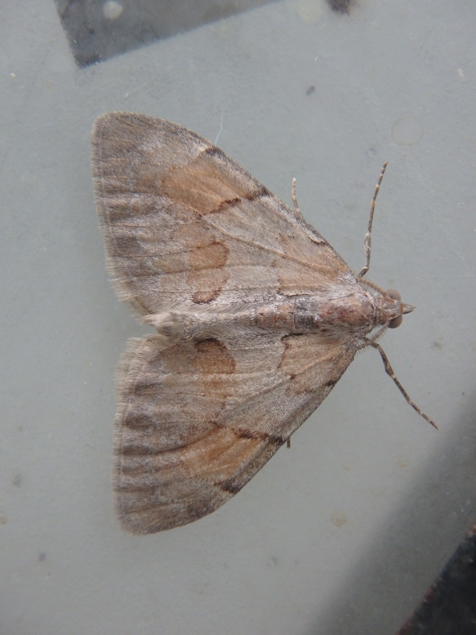 Pennithera firmata (Hübner)