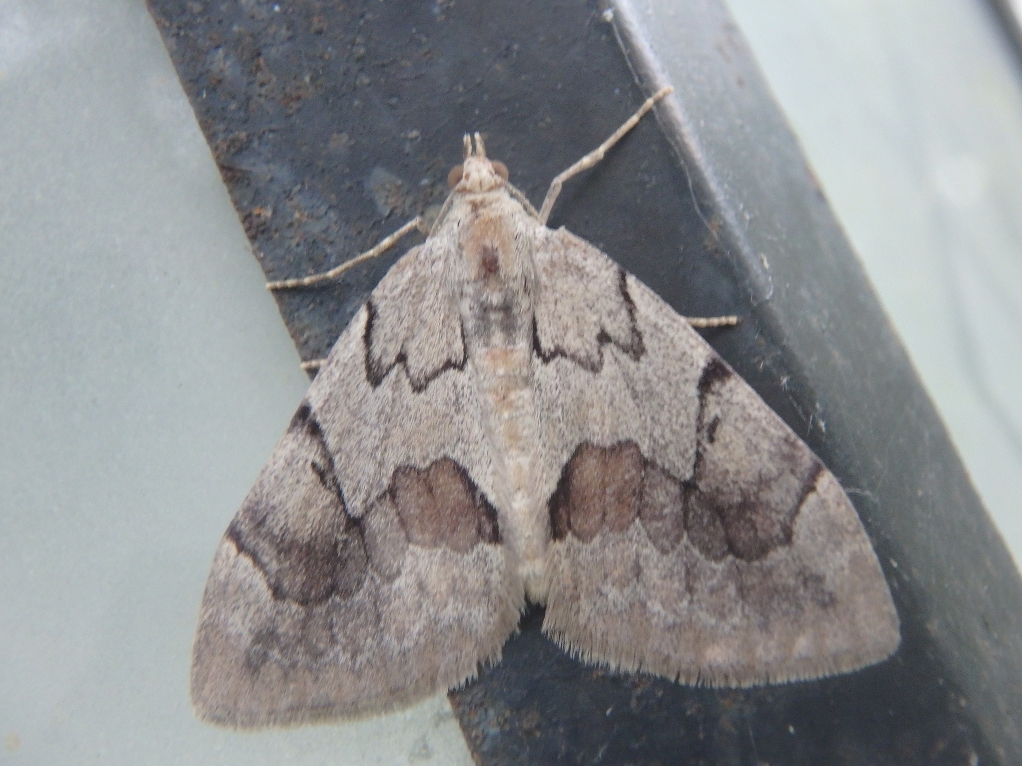 Pennithera firmata (Hübner)