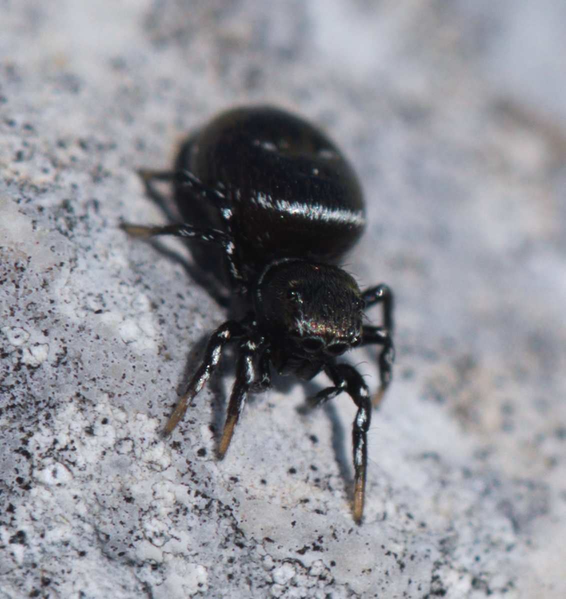 Heliophanus aeneus (Hahn, 1832)
