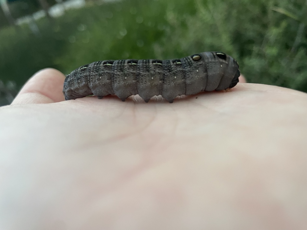 Coprosma Hawk Moth from Hilltop Rise, Karnup, WA, AU on May 22, 2023 at ...