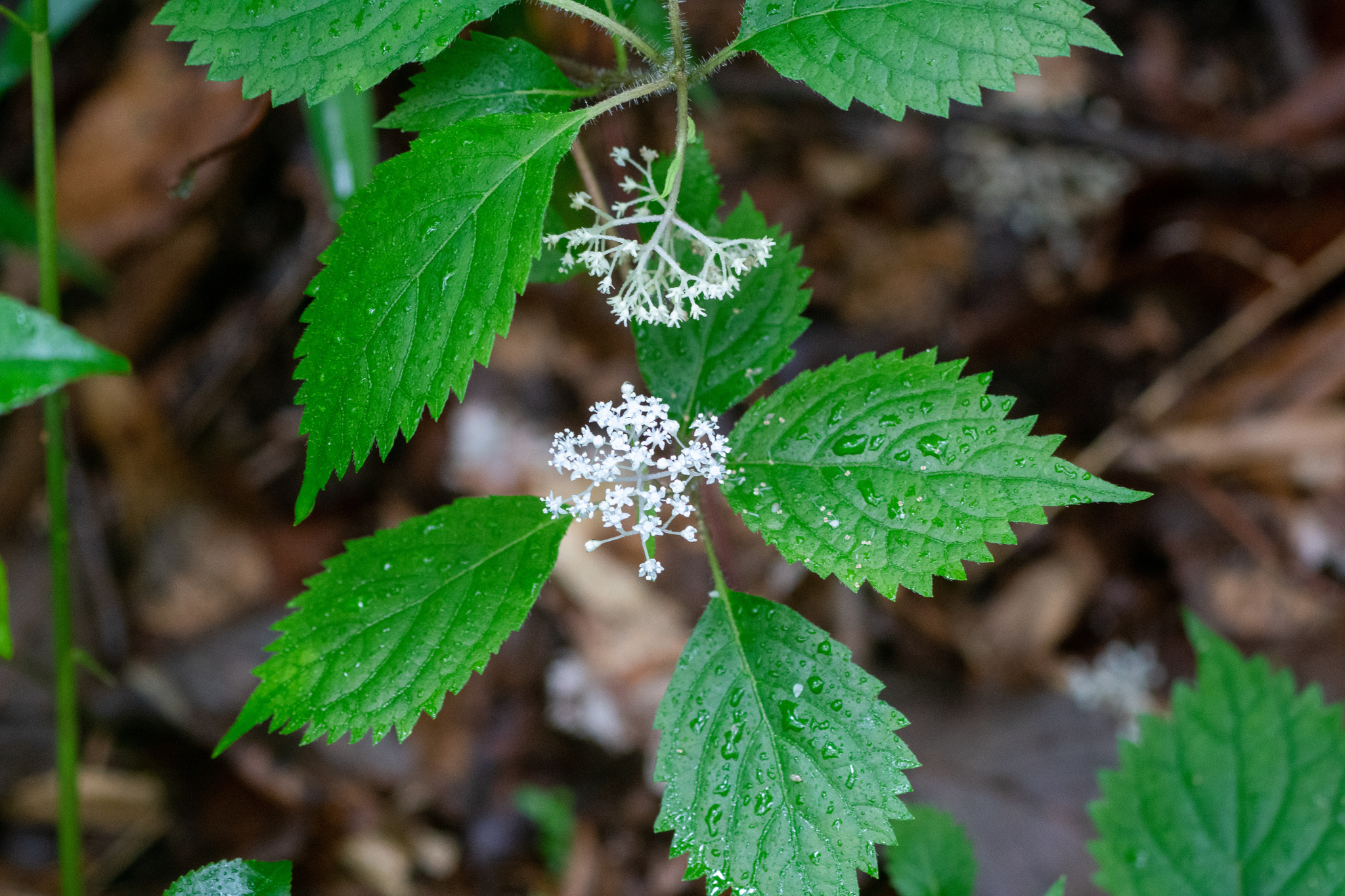 Hydrangea hirta (Thunb.) Siebold