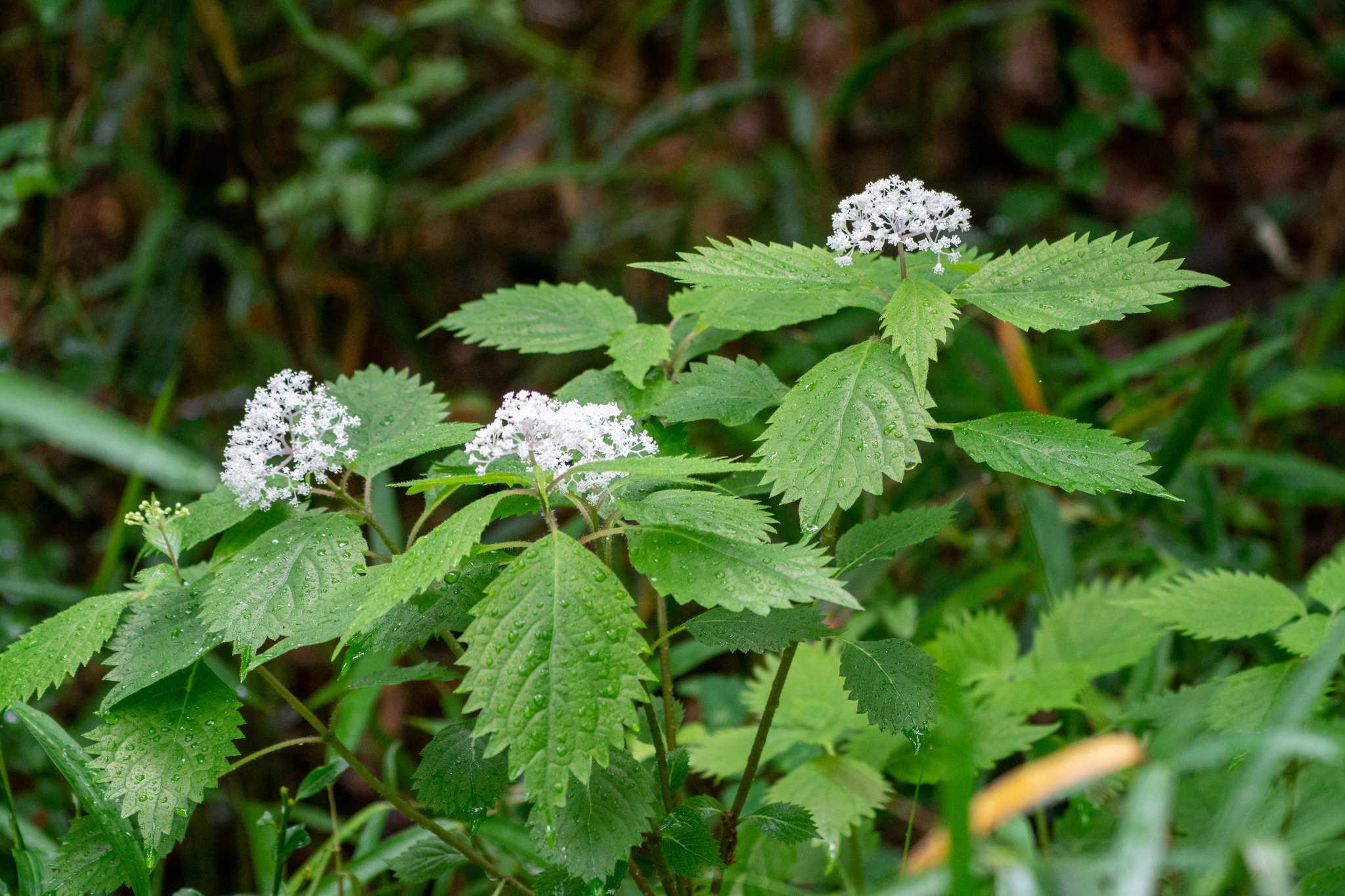 Hydrangea hirta (Thunb.) Siebold