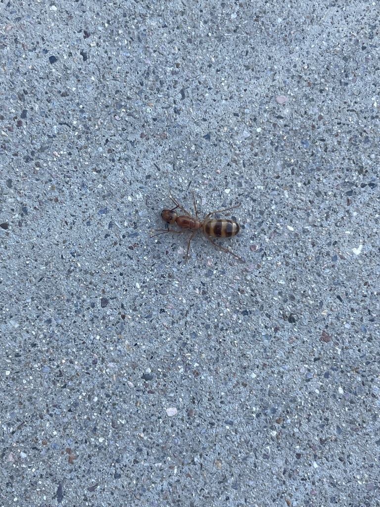 Festinatus-group Carpenter Ants from E Valencia Rd, Tucson, AZ, US on ...