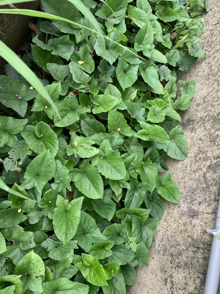 Divaricate Typhonium from 桃24, 大園區, TW on May 22, 2023 at 03:58 PM by ...