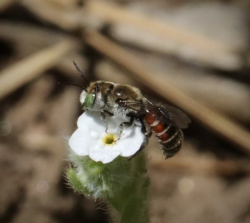 Hoplitis jacintana · iNaturalist United Kingdom