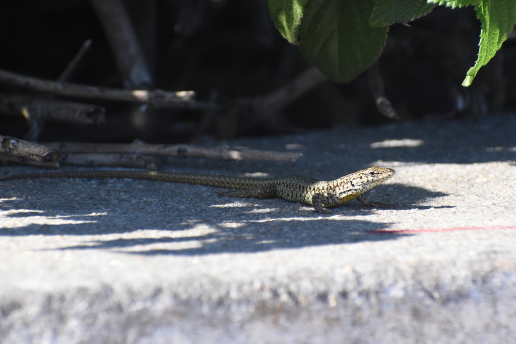 Green Iberian Wall Lizard from Odivelas, Portugal on April 30, 2023 at ...
