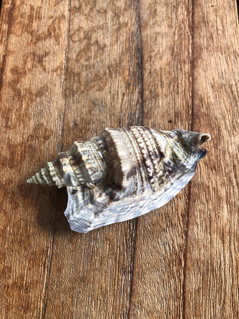 Vomer Conch from South Cottesloe Sponge Gardens, Perth WA, Australia on ...