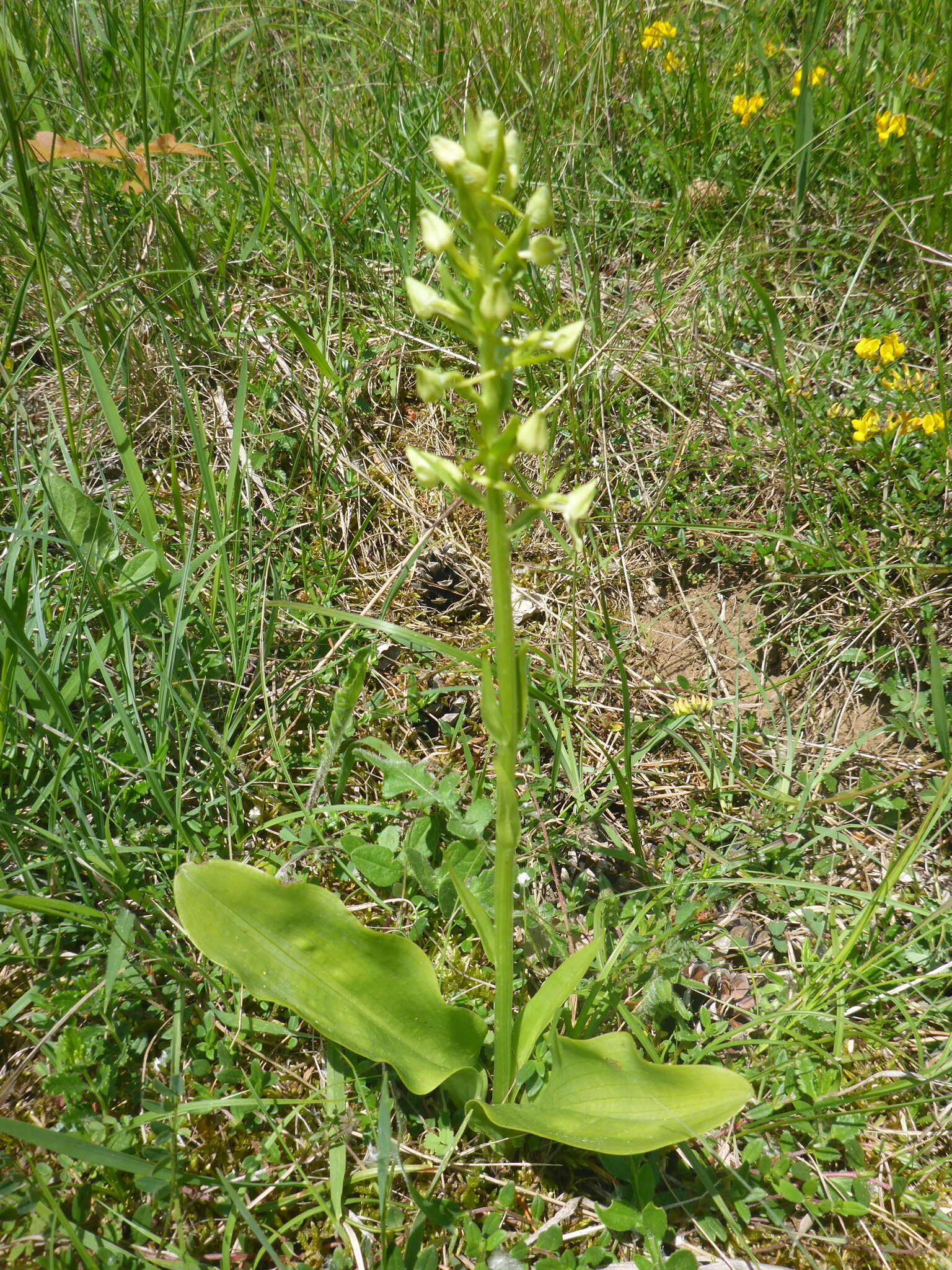 Platanthera chlorantha (Custer) Rchb.