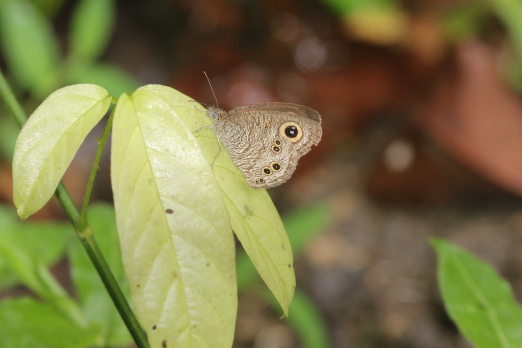 Common Five-ring on May 21, 2023 at 07:04 AM by Rajib Rudra Tariang ...