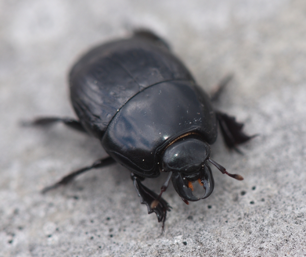 Hister grandicollis from 06620 Cipières, France on May 22, 2023 at 11: ...