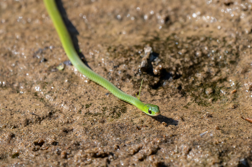 Green Water Snake (Philothamnus hoplogaster) - Snakes and Lizards