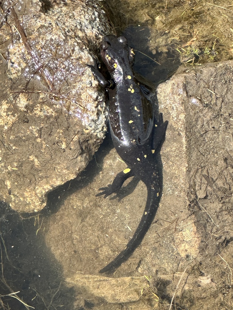 Central Spanish fire salamander in May 2023 by gipetus · iNaturalist