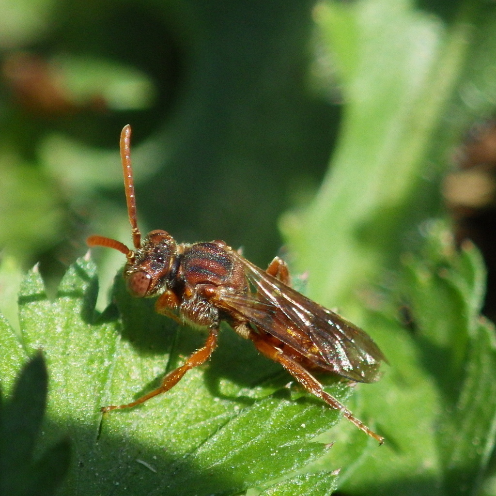 Nomad Bees from Northeast Seattle, Seattle, WA, USA on May 20, 2023 at ...